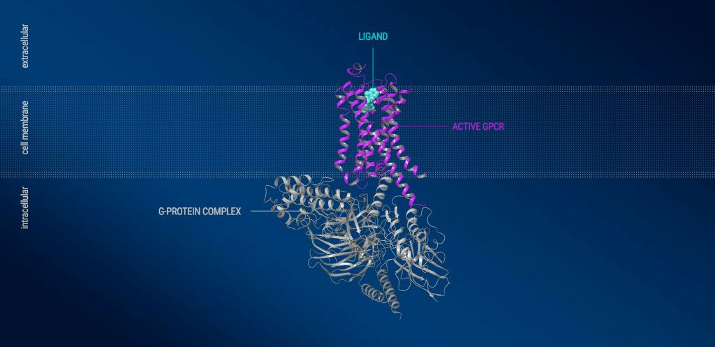 Confo Therapeutics Announces € 60 million Series B Financing to advance ...